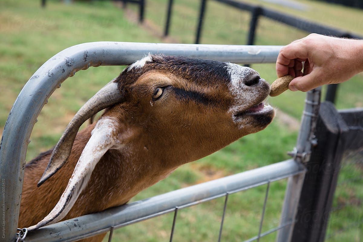"Goat Reaching For A Cookie" by Stocksy Contributor "Carolyn Lagattuta ...