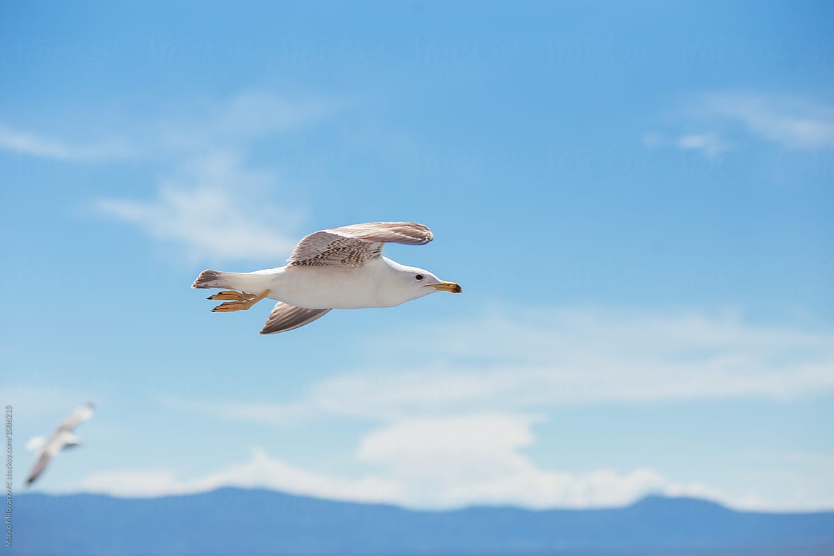 "Seagulls Flying Near Ferry Boat" by Stocksy Contributor "Marko" - Stocksy
