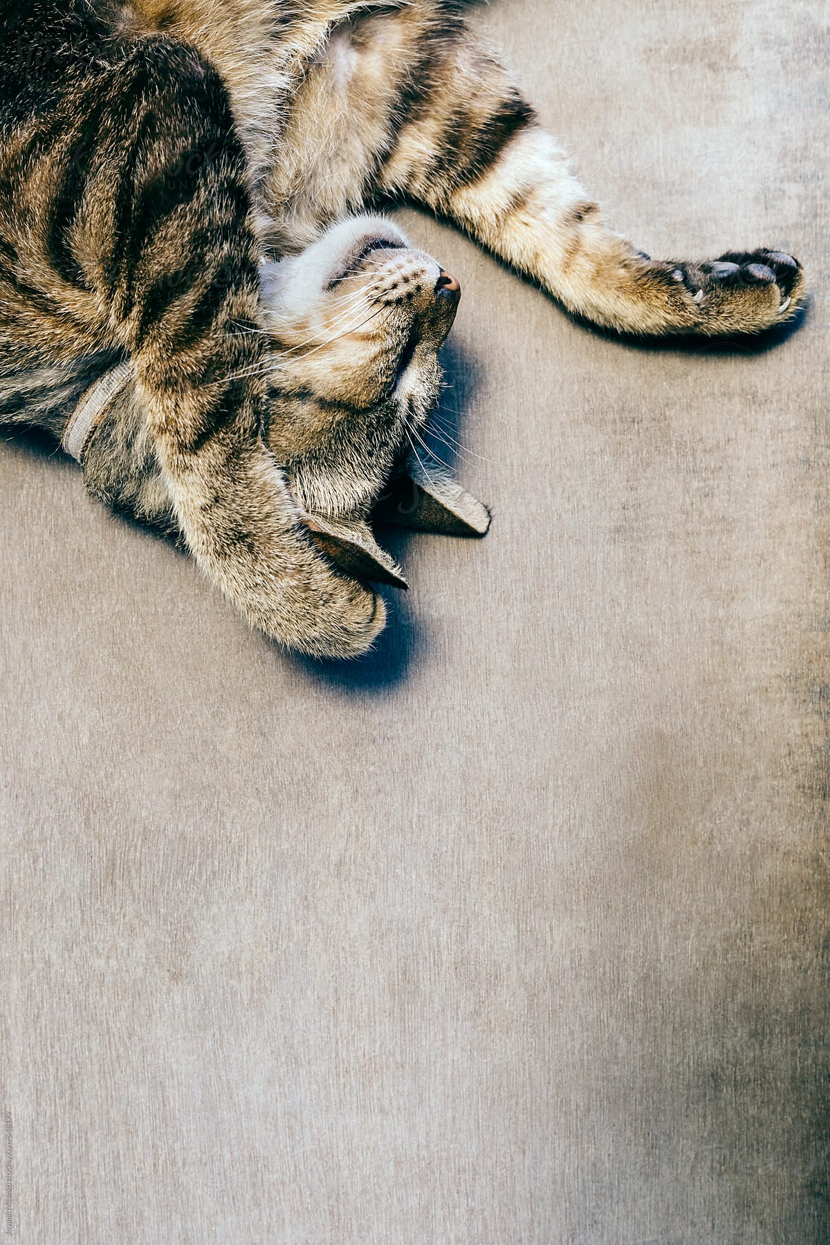 "Funny Cat Lying At The Wooden Table Covering Her Ear" by Stocksy ...