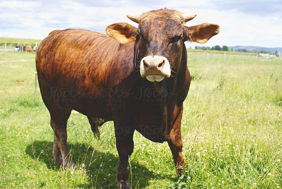 "A Bull Stands Defiant In The Pasture" by Stocksy Contributor "Tana ...