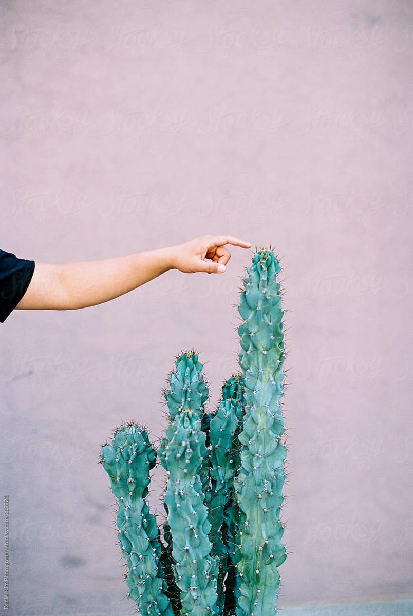 "Man Touching Prickly Cactus" by Stocksy Contributor "Daniel Kim ...