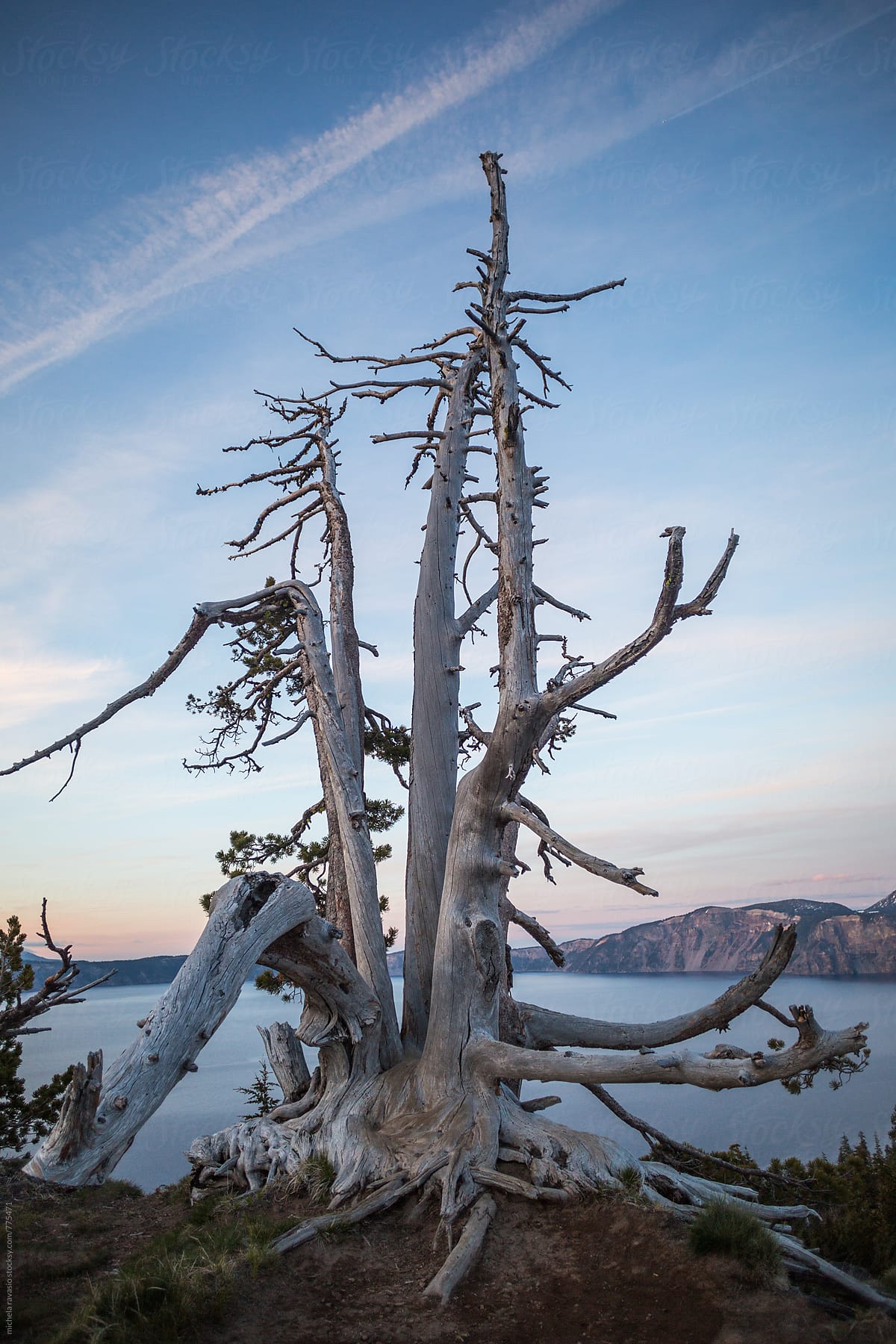 "Old Tree On The Crater Lake" by Stocksy Contributor "Michela Ravasio ...