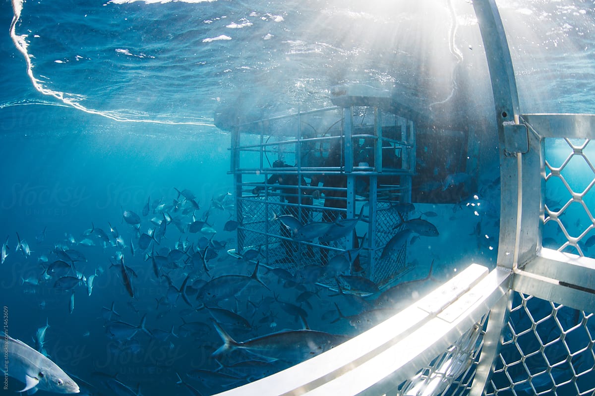 "Shark Cage Diving" by Stocksy Contributor "Robert Lang" - Stocksy