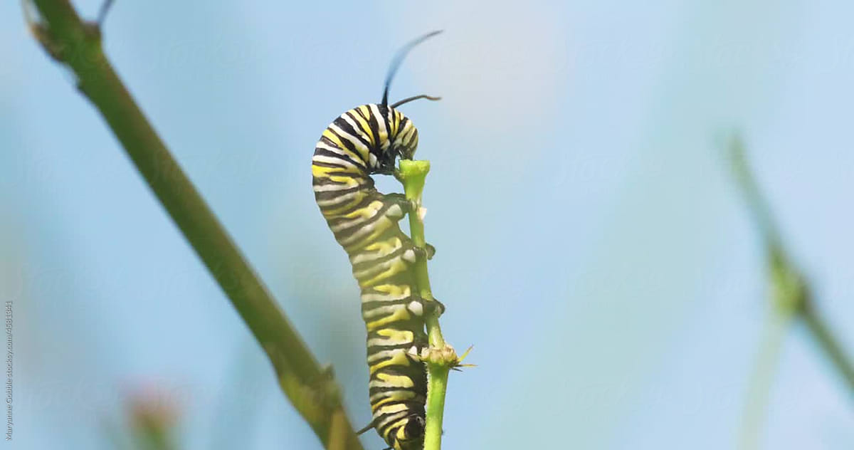 "Monarch Caterpillar" by Stocksy Contributor "Maryanne Gobble" - Stocksy