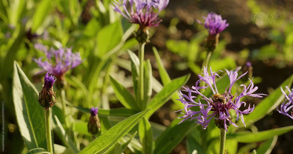 "Mountain Bluet (Centaurea Montana)" by Stocksy Contributor "Harald ...