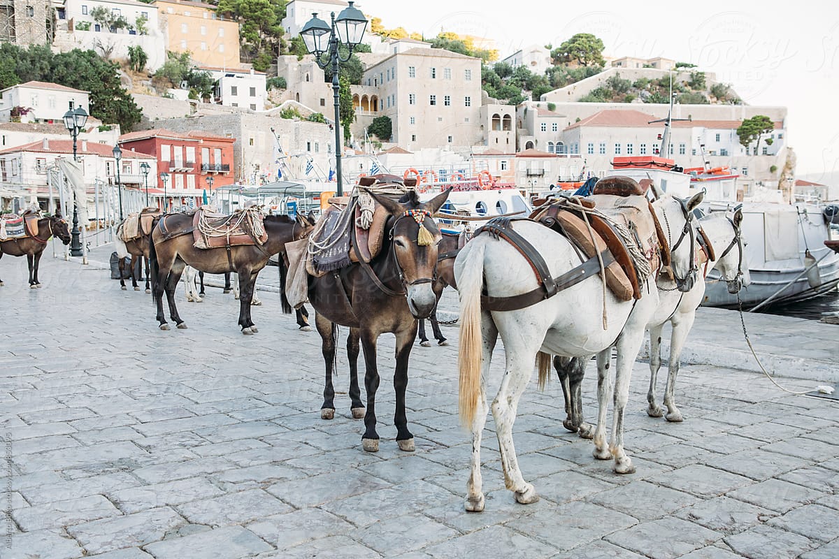 "Donkeys At The Port" by Stocksy Contributor "Studio Serra" - Stocksy