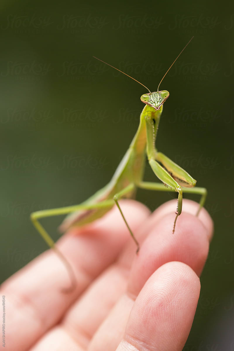 "Praying Mantis On My Hand" by Stocksy Contributor "ALAN SHAPIRO" - Stocksy