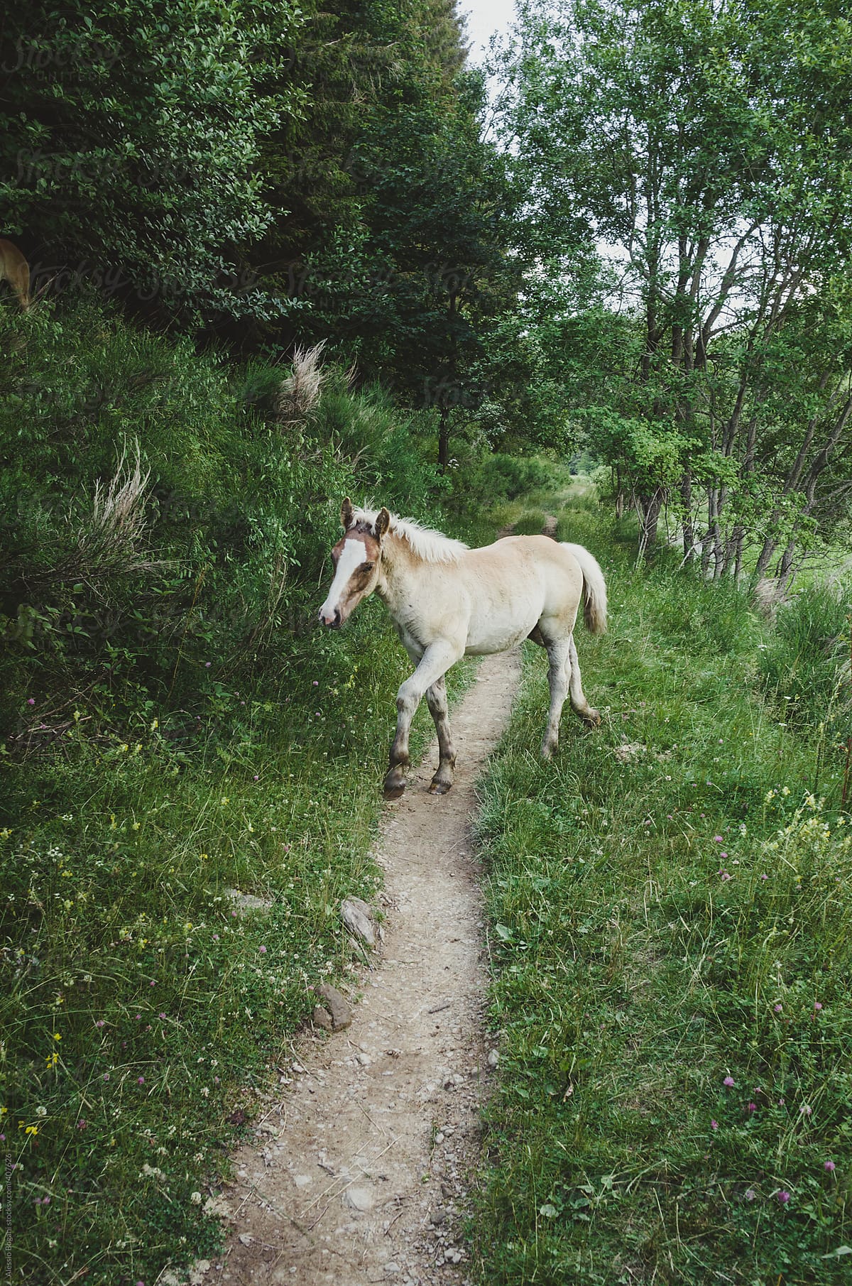 "Halflinger Cream Foal" by Stocksy Contributor "Alessio Bogani" - Stocksy