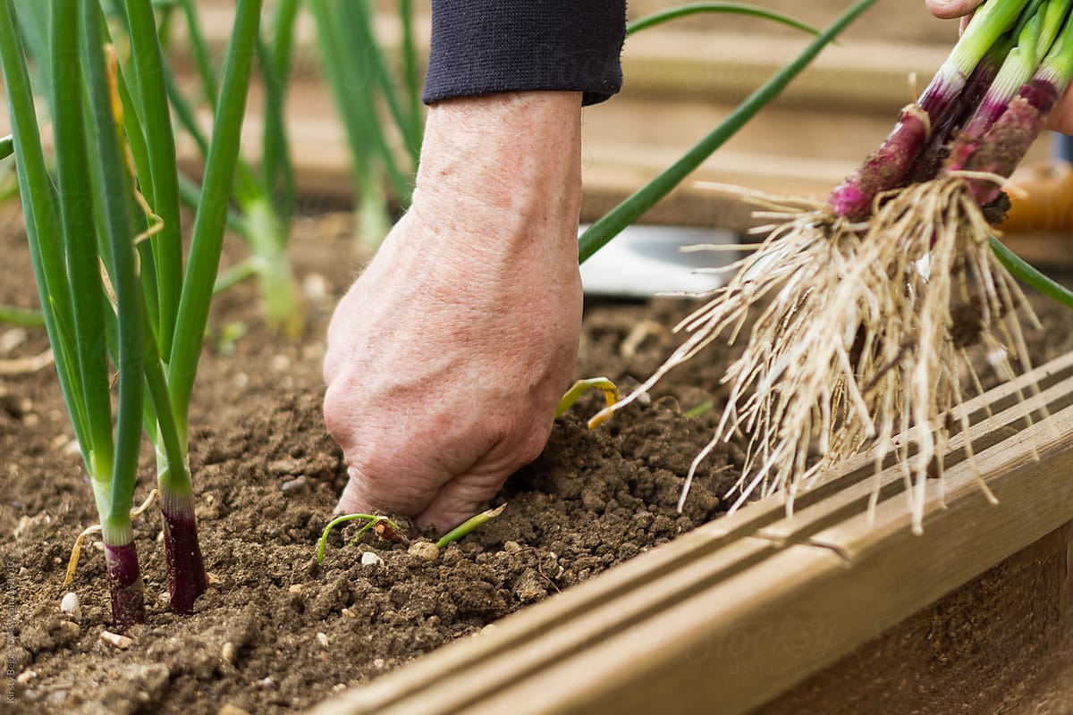 "Man Harvests Spring Onions" by Stocksy Contributor "Kirsty Begg" - Stocksy
