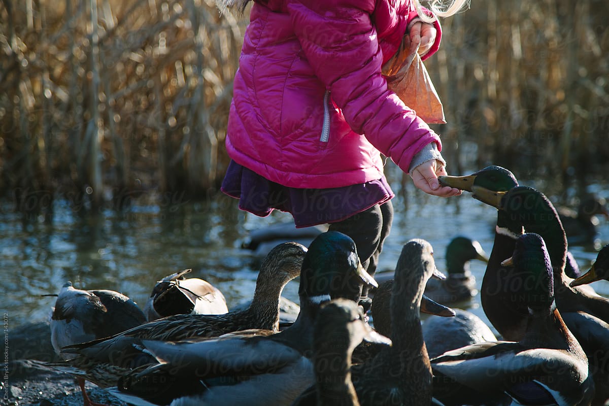 "Little Girls Feeds The Ducks." by Stocksy Contributor "Cherish Bryck ...
