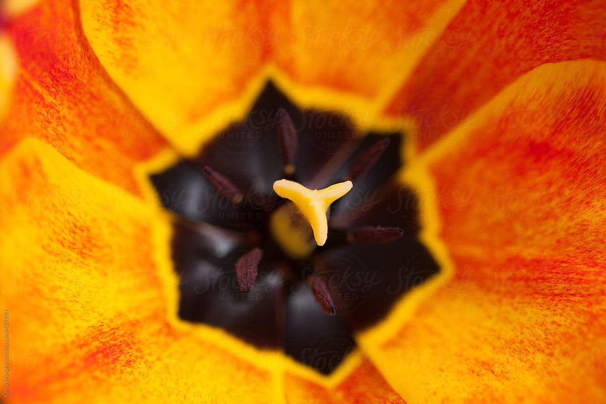 "Macro Of Center Of Orange Tulip Flower" by Stocksy Contributor "Kerry ...