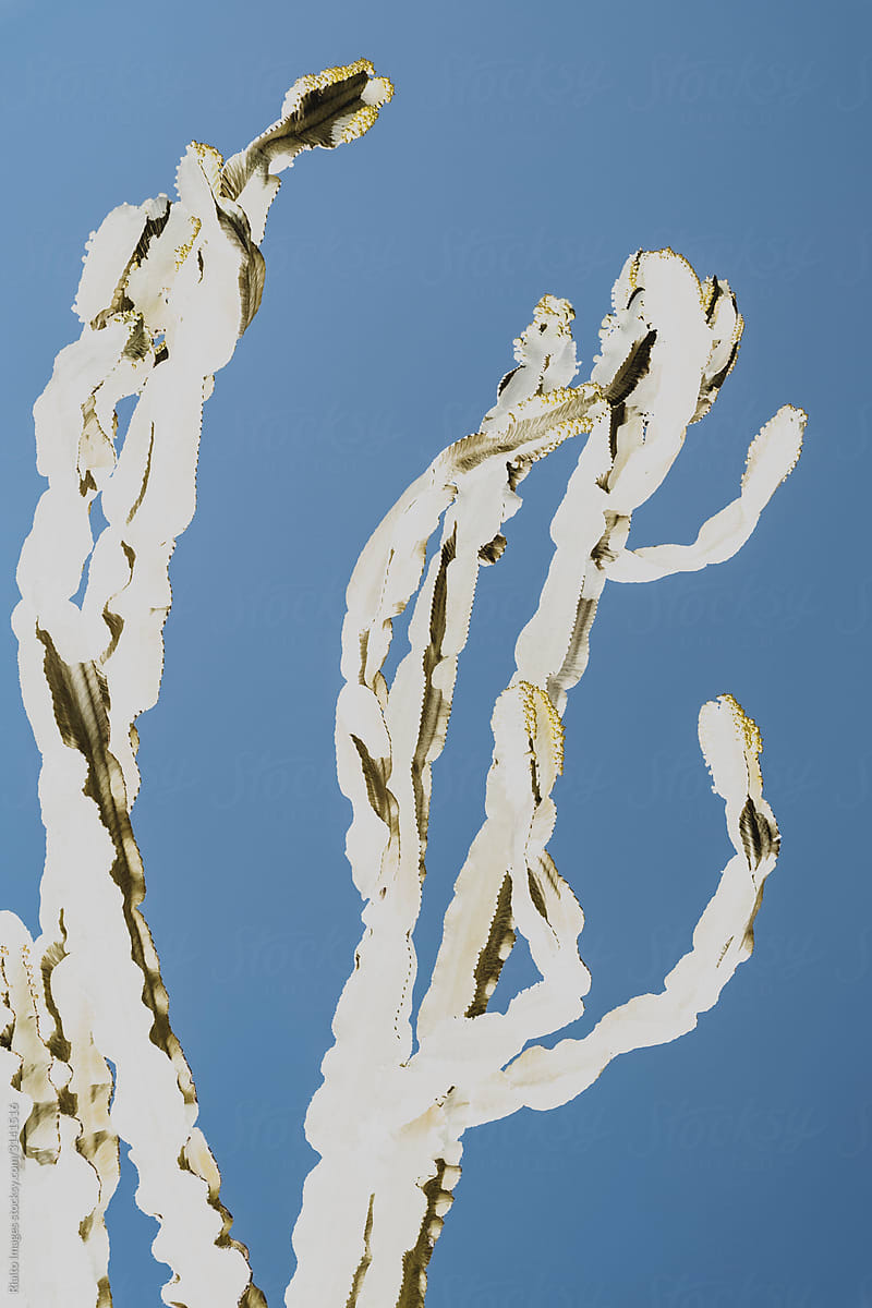 "Cactus Abstract" by Stocksy Contributor "Rialto Images" - Stocksy