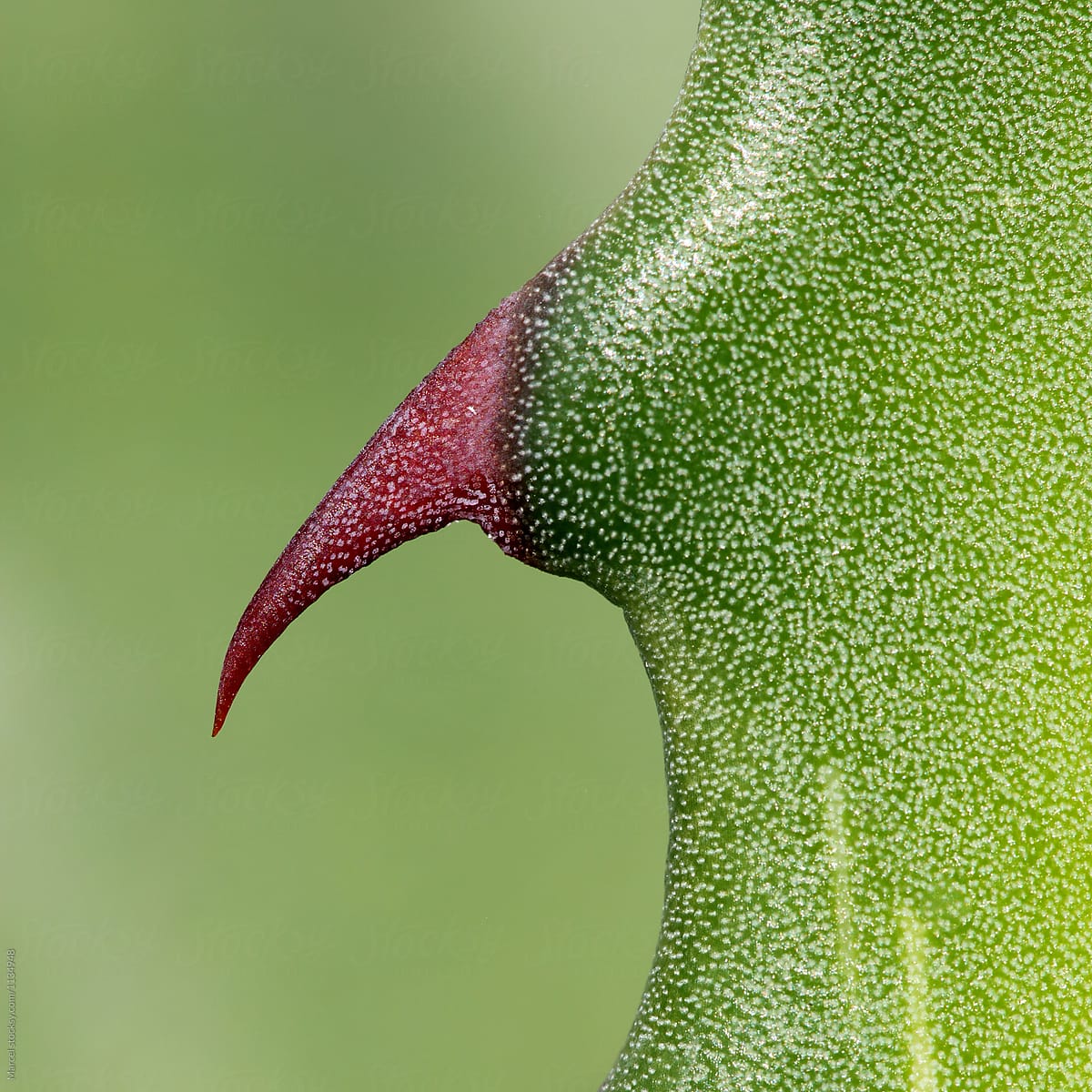 "Agave Thorns" by Stocksy Contributor "Marcel" - Stocksy