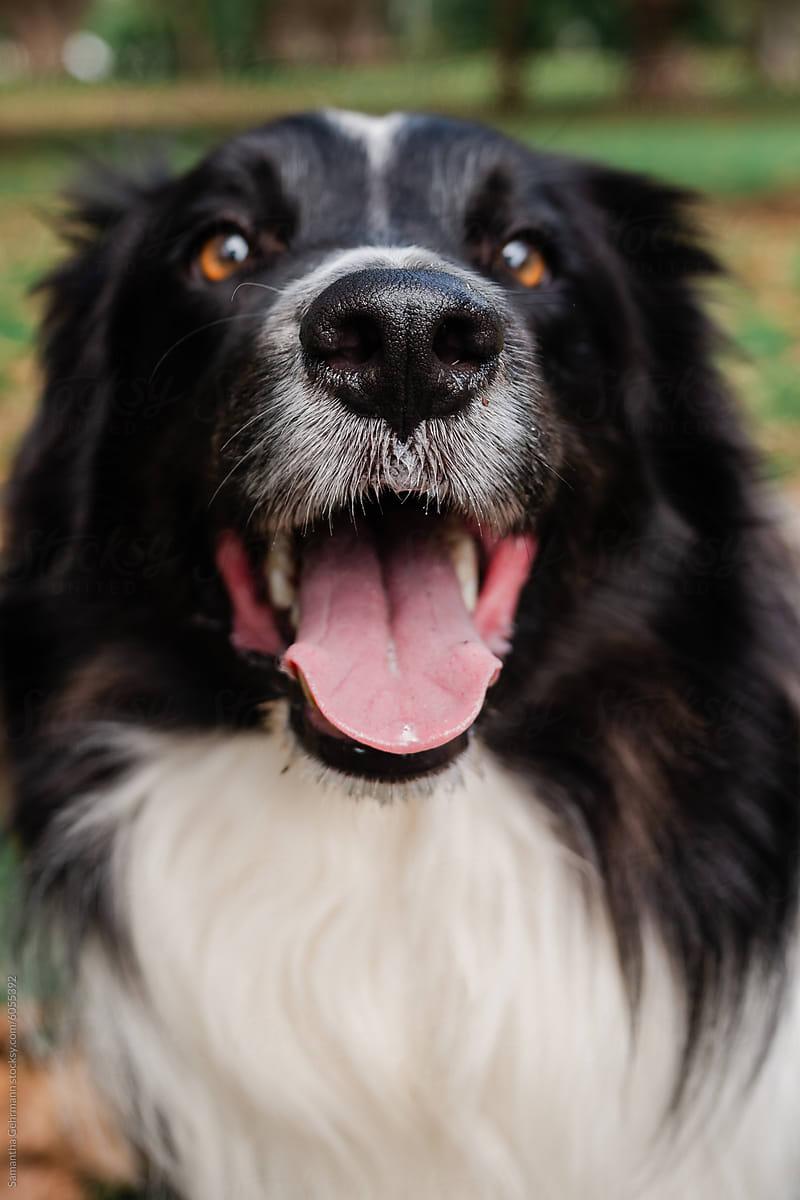"Border Collie Nose" by Stocksy Contributor "Samantha Gehrmann" - Stocksy