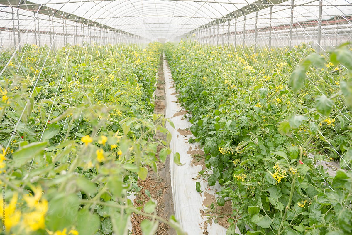 "Extensive View Of Screened Tomato Plants At Farm" by Stocksy ...