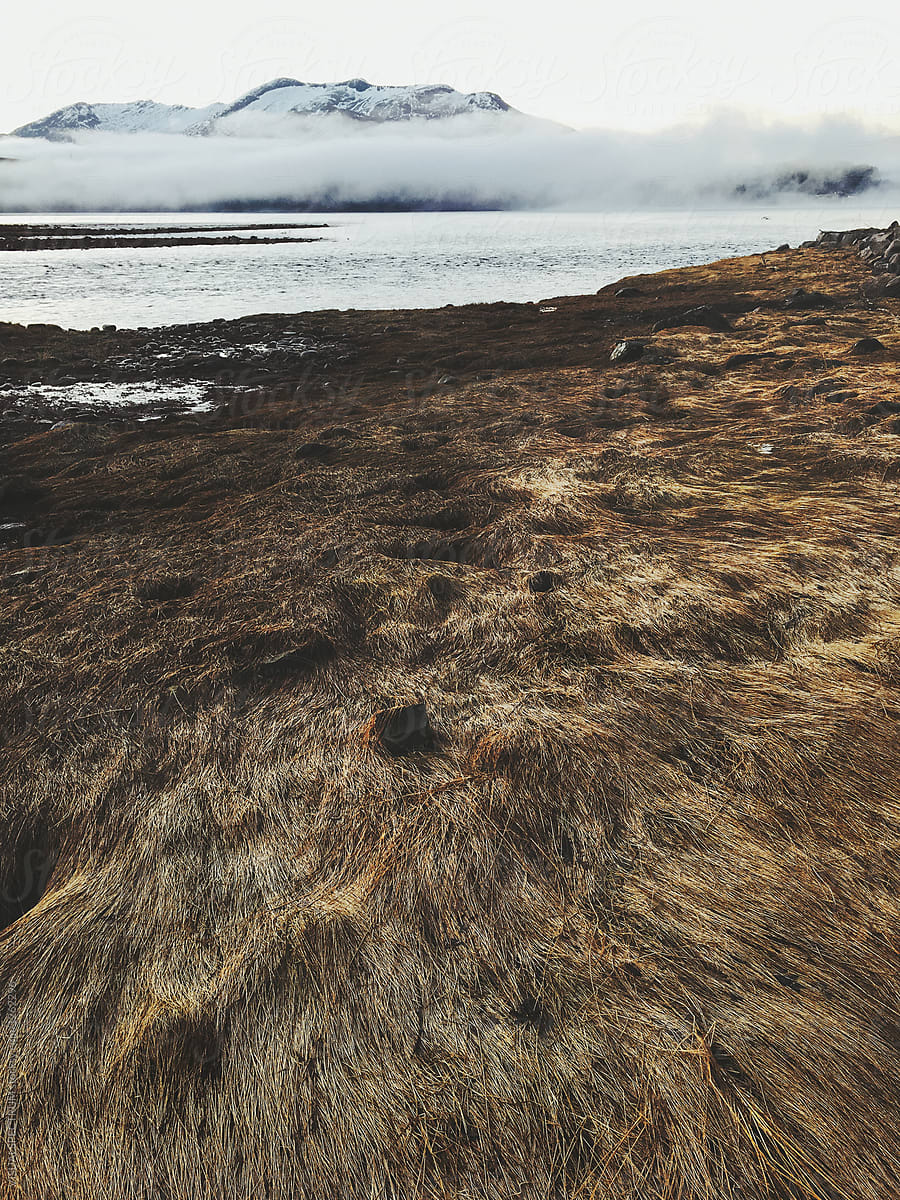 "Long Brown Grass By Atlantic Ocean Inlet On Cold Winter Day (Norway ...