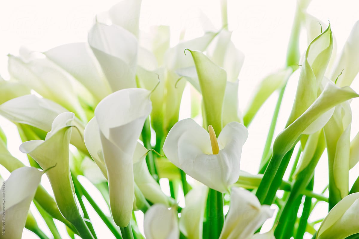 "Callas Flower" by Stocksy Contributor "MaaHoo" - Stocksy