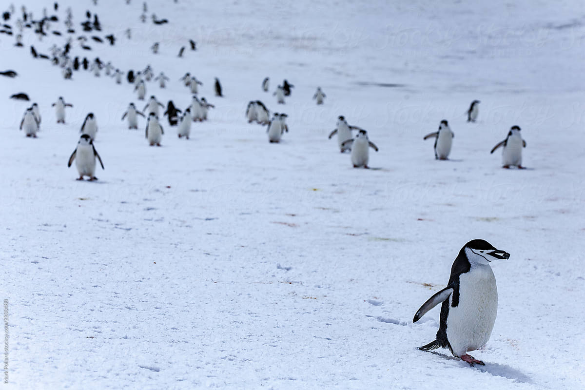 "A Penguins Breaks Ahead On Penguin Trail" by Stocksy Contributor "Mark ...