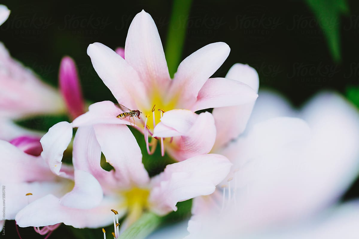 "Syrphid Fly Ready To Drink From Cornish Lily Flower's Pistil" by ...