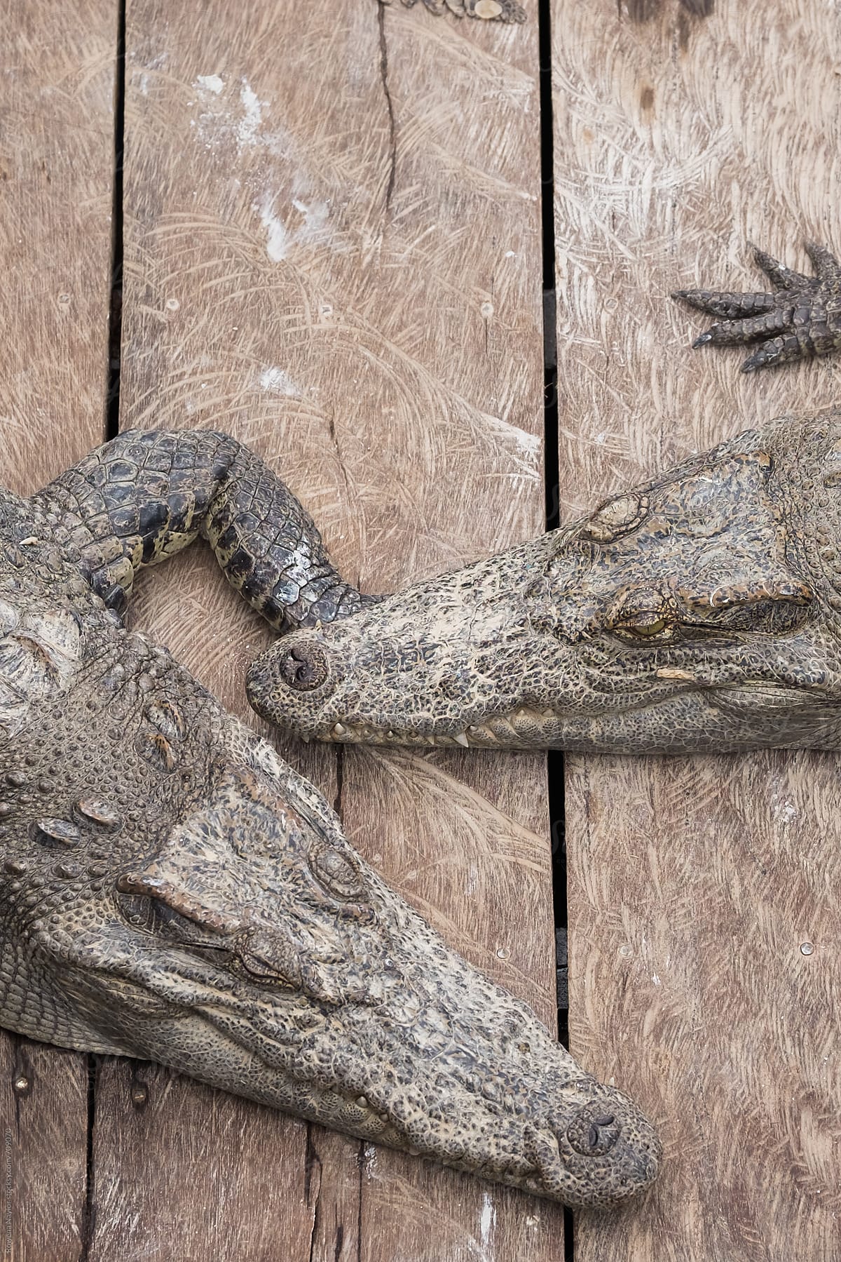 "Crocodile Farm In Cambodia" by Stocksy Contributor "Rowena Naylor ...