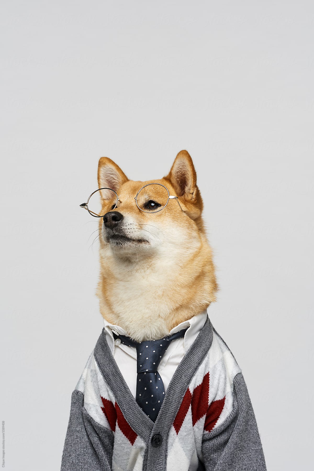"White Collar Dog" by Stocksy Contributor "Clique Images" - Stocksy