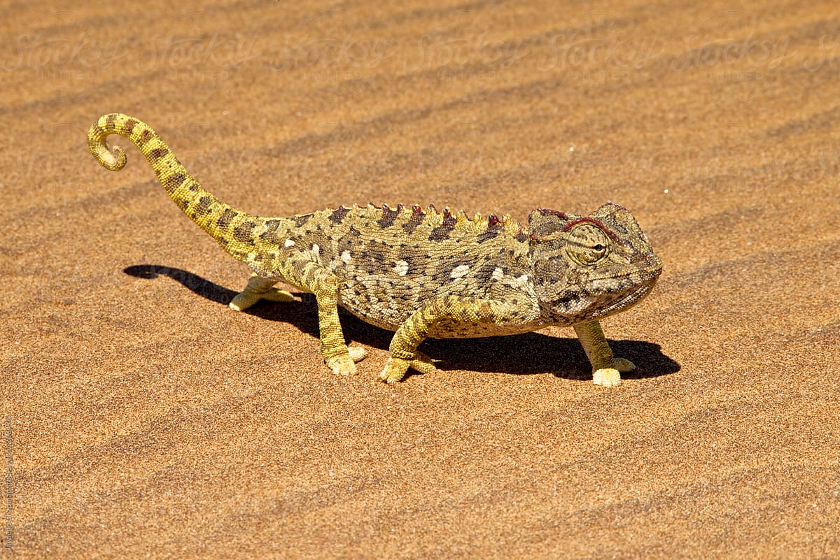 "A Chameleon In The Desert" by Stocksy Contributor "Jaydene Chapman ...