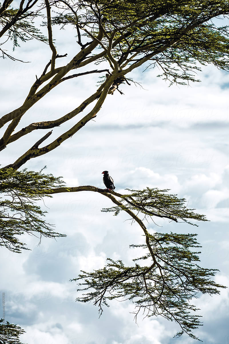 "Vulture On Tree Branch" by Stocksy Contributor "Kike Arnaiz" - Stocksy