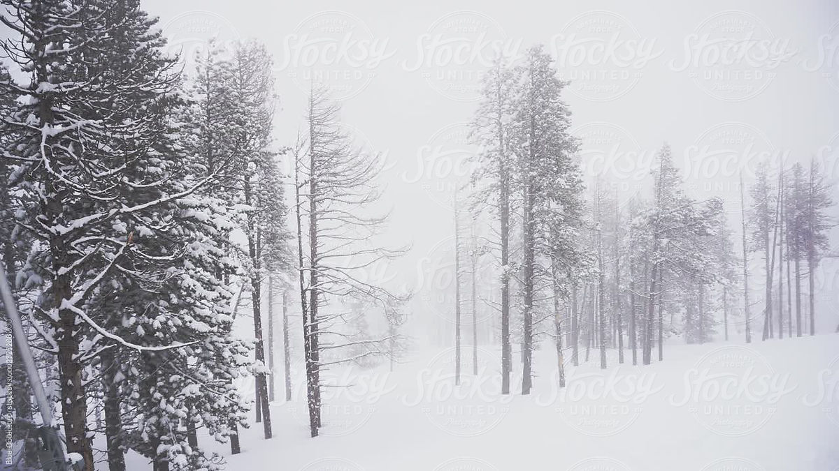 "Skier Ski Touring Through The Snowy Trees" by Stocksy Contributor ...