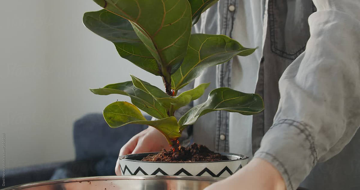 "Woman Planting Ficus Plant At Home" by Stocksy Contributor "Danil ...