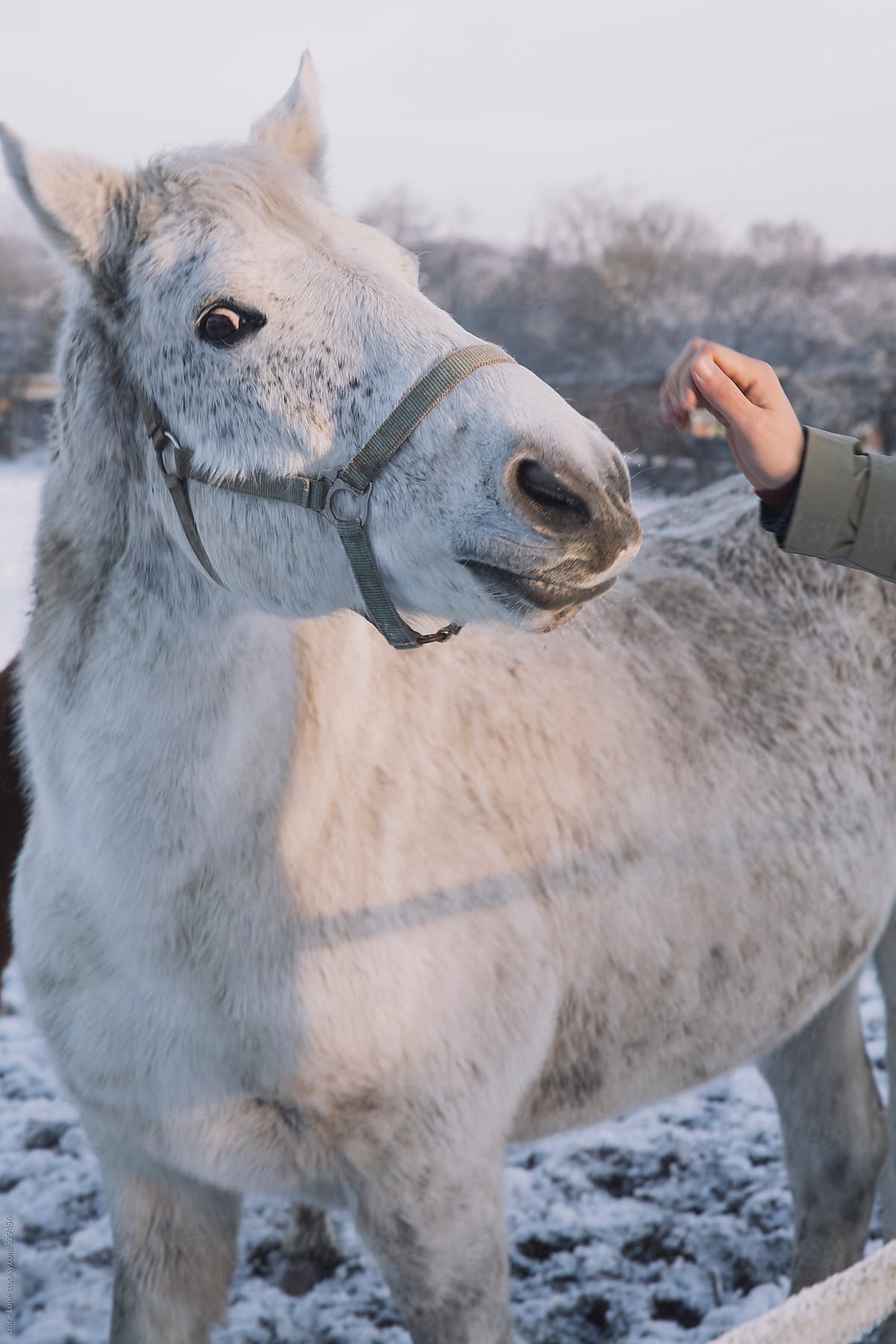 "Male Hand Petting White Horse" by Stocksy Contributor "Lior + Lone ...