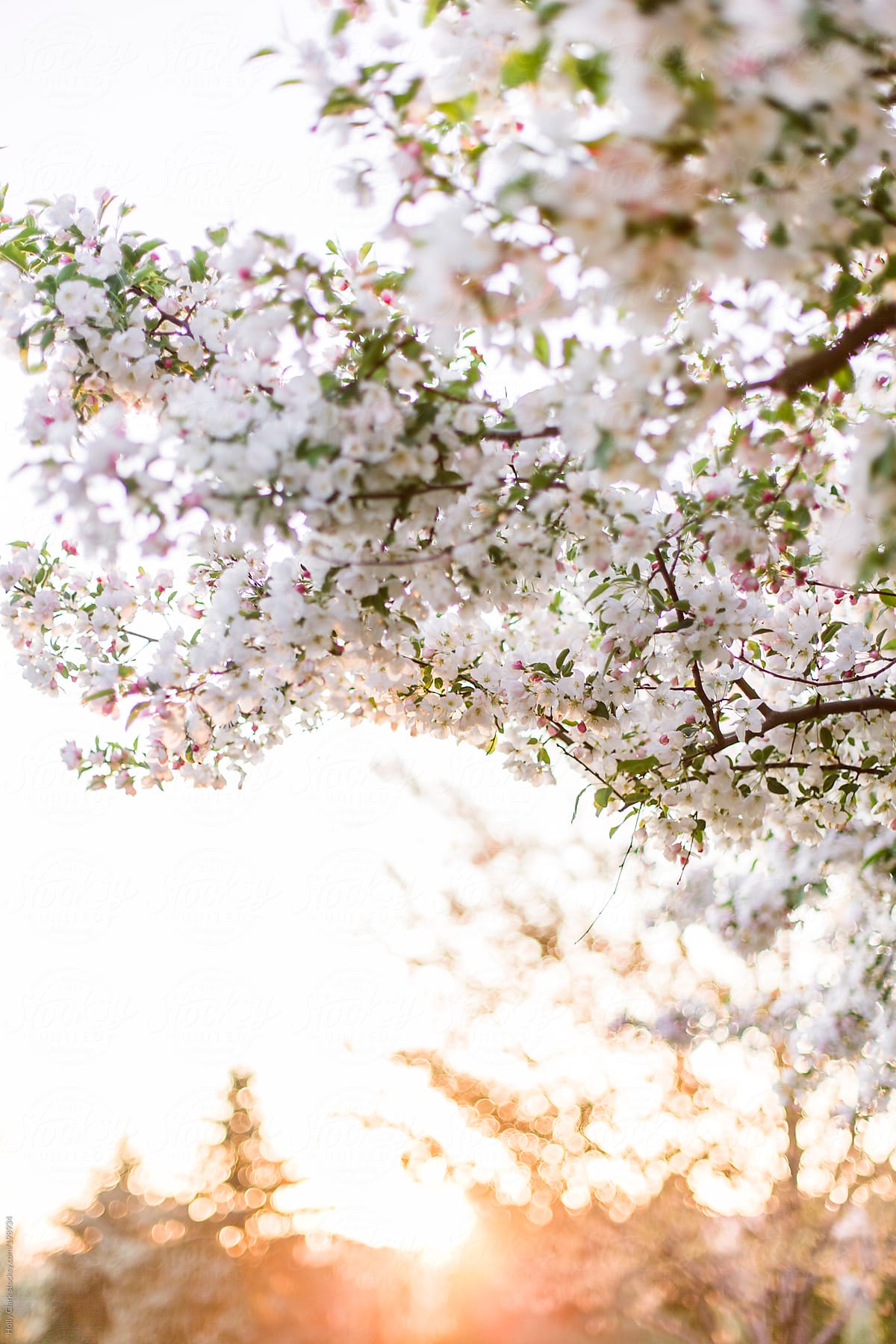 "Glorious Sunset On A Tranquil Spring Evening Framed By Blooming Trees ...