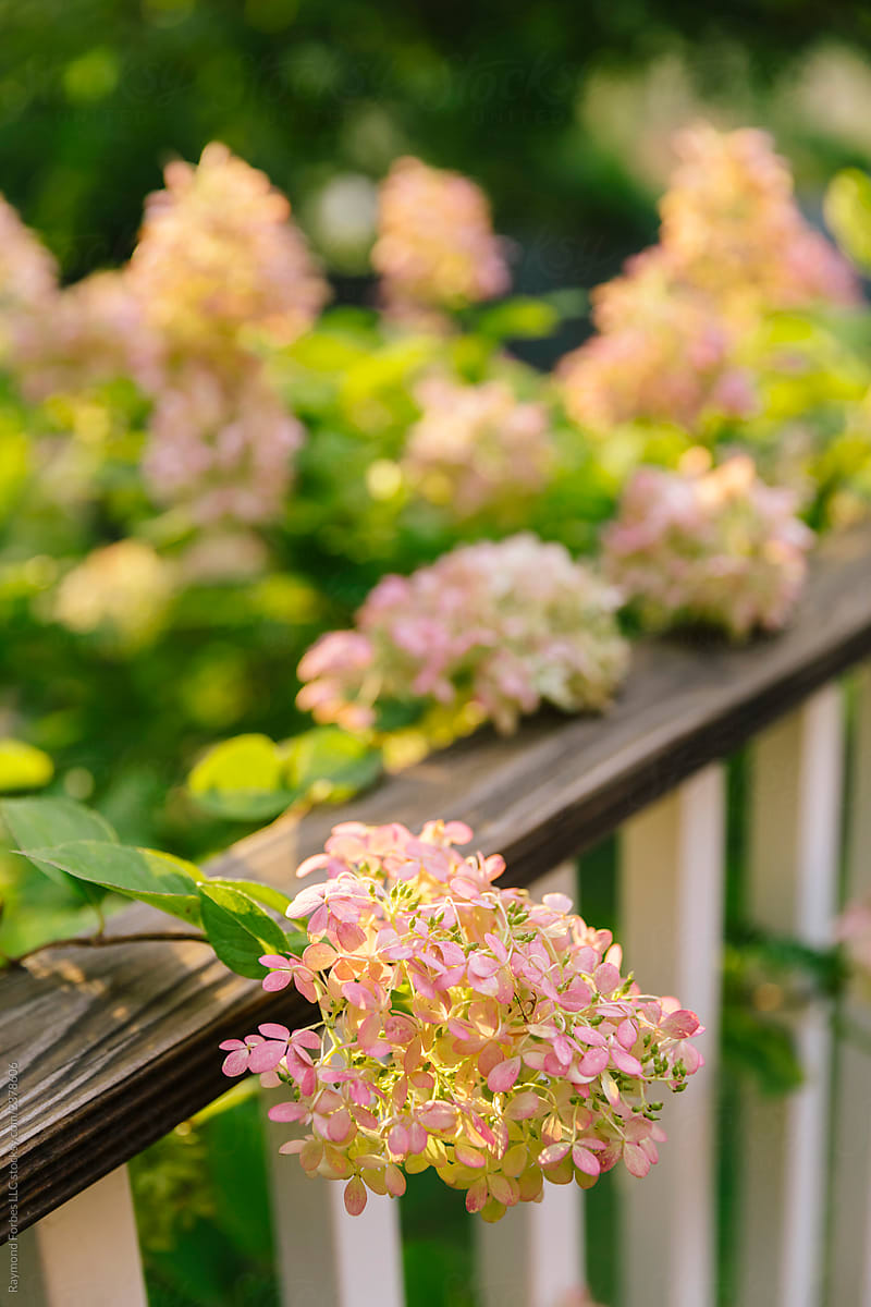 "Hydrangea Pastel Color Flower" by Stocksy Contributor "Raymond Forbes ...