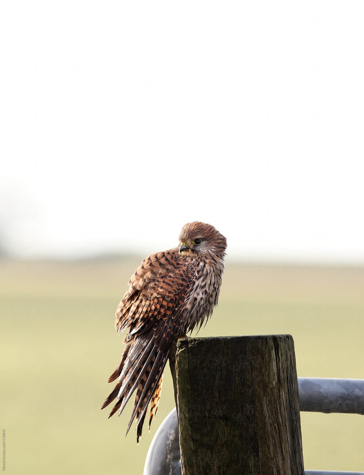 "Female Common Kestrel" by Stocksy Contributor "Marcel" - Stocksy