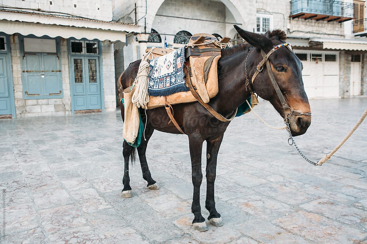 "Donkeys At The Port" by Stocksy Contributor "Studio Serra" - Stocksy