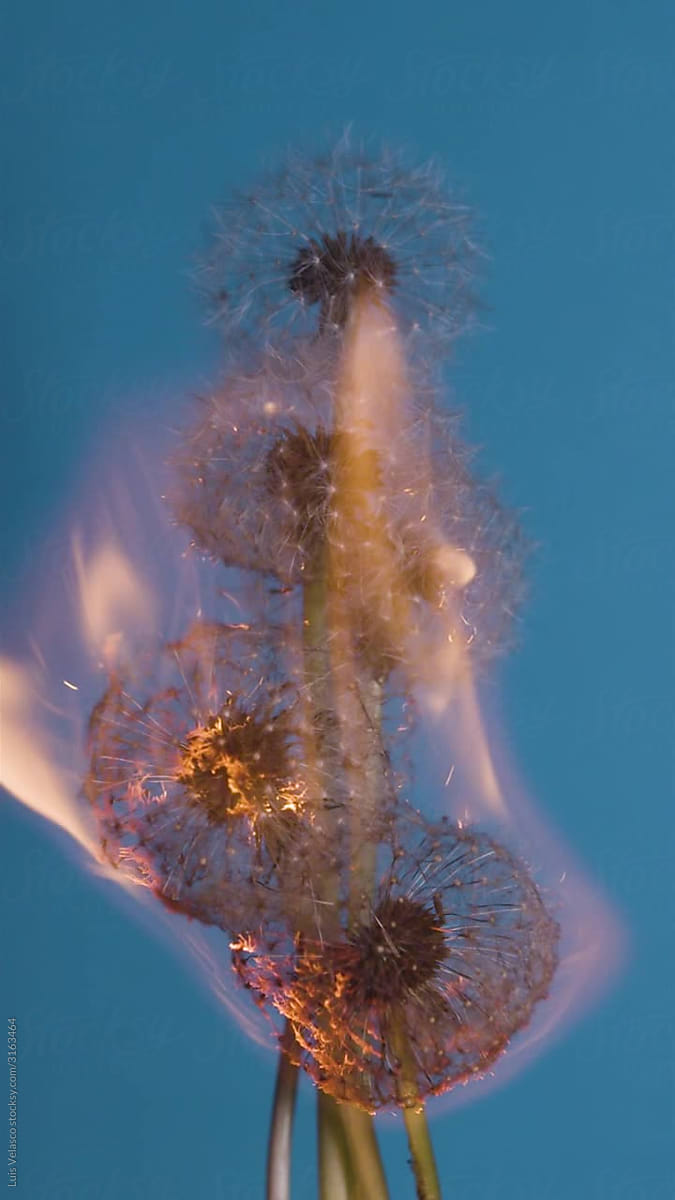 "Dandelion On Fire On A Blue Background." by Stocksy Contributor "Luis ...