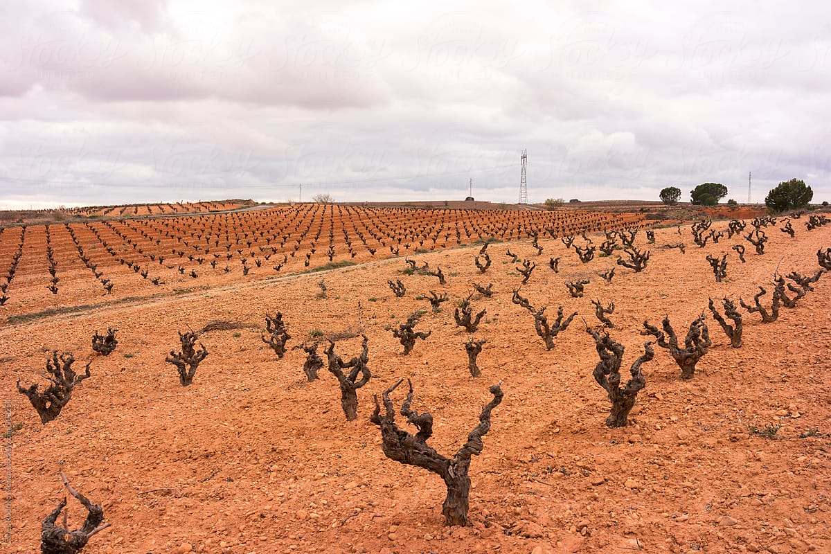 "Vineyard Landscape" by Stocksy Contributor "Carles Rodrigo Monzo ...