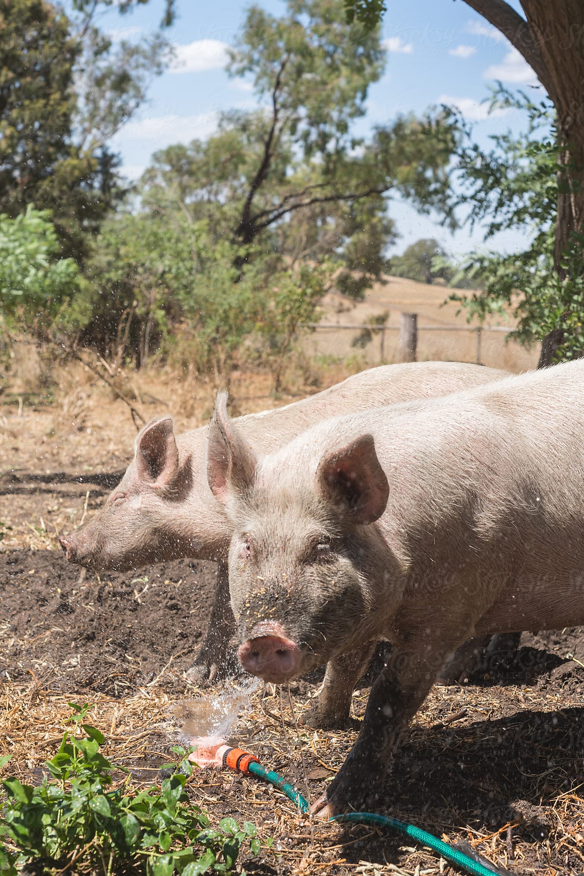 "Pigs Enjoying The Sprinkler On A Hot Summer Day" by Stocksy ...