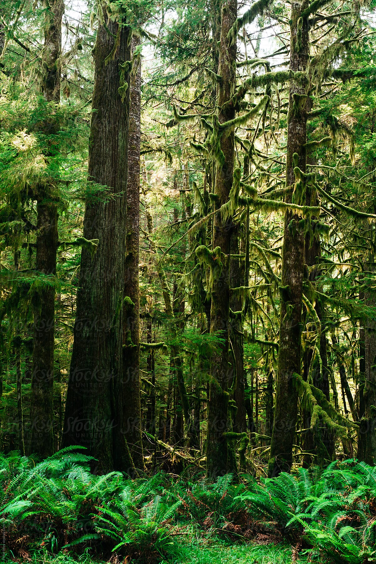 "Northwest Rainforest" by Stocksy Contributor "Peter Wey" - Stocksy