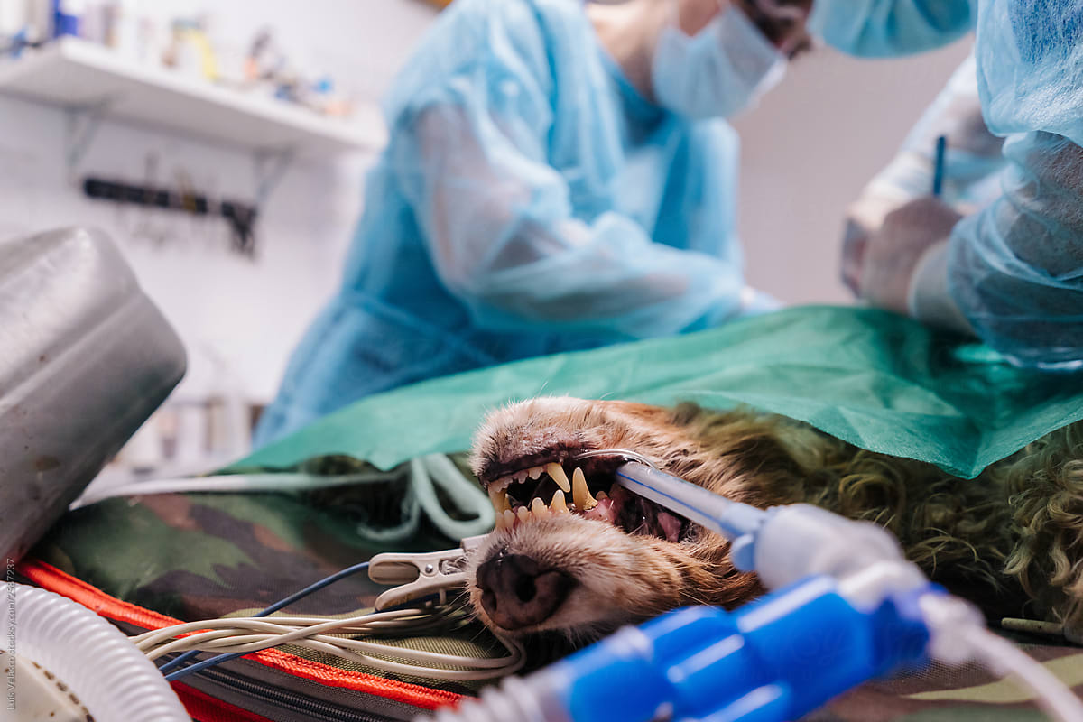 "Dog In The Operating Table Of A Veterinary Clinic." by Stocksy ...