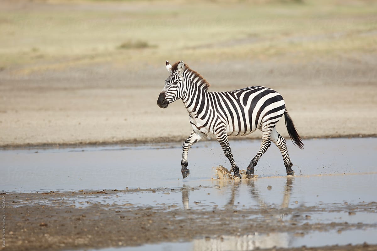 "Zebra" by Stocksy Contributor "Paul Tessier" - Stocksy