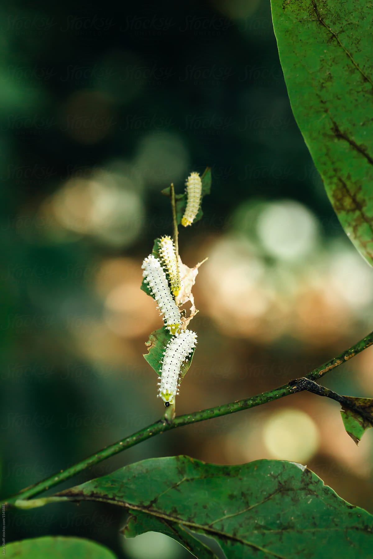 "Caterpillars Of Sami Genus On Eaten Up Magnolia Liliflora Leaves" by ...