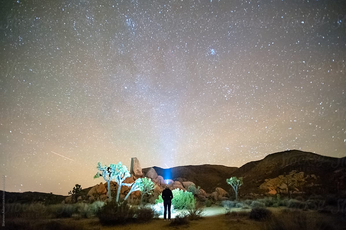 "Joshua Tree At Night" by Stocksy Contributor "Shannon Aston" - Stocksy