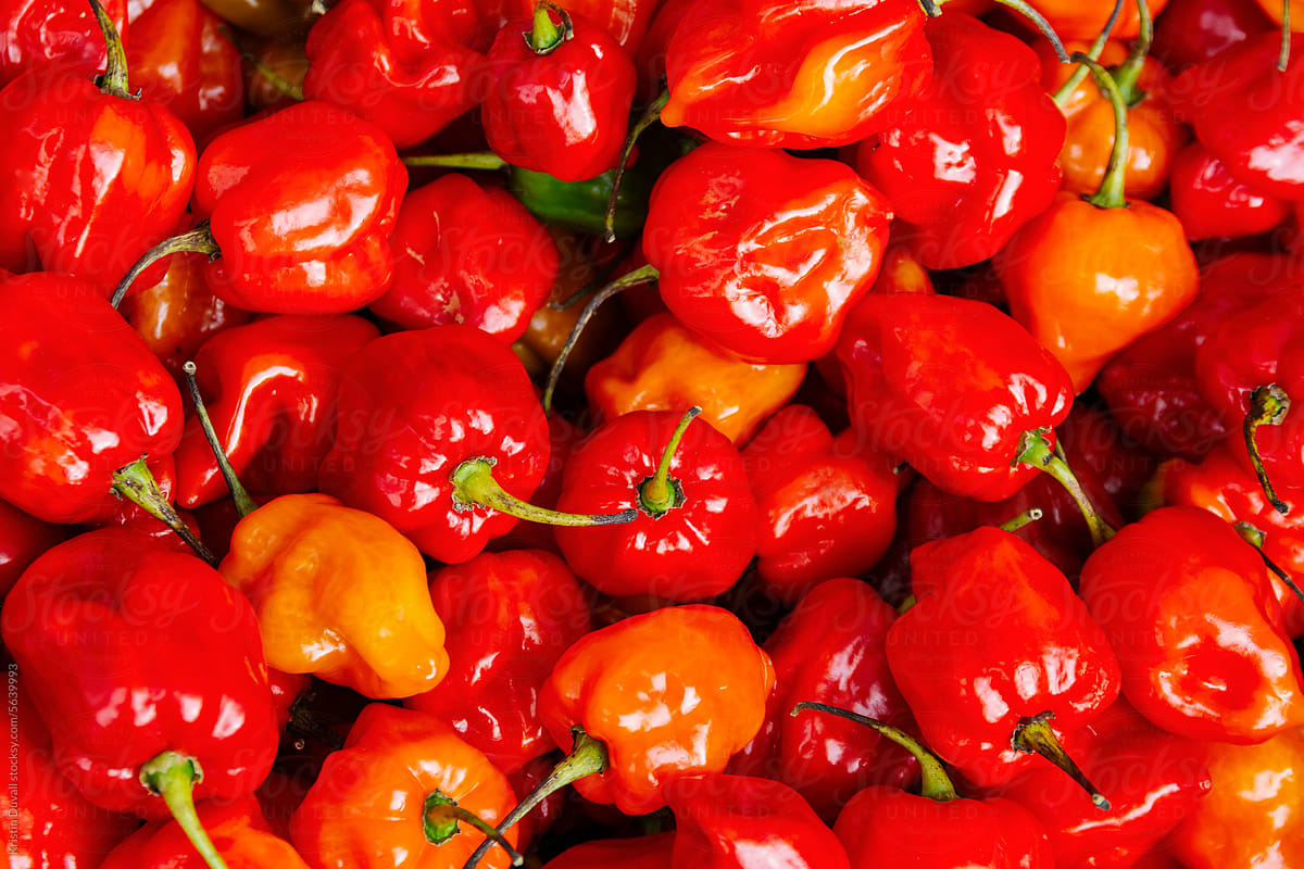 "Scotch Bonnet Hot Peppers" by Stocksy Contributor "Kristin Duvall ...