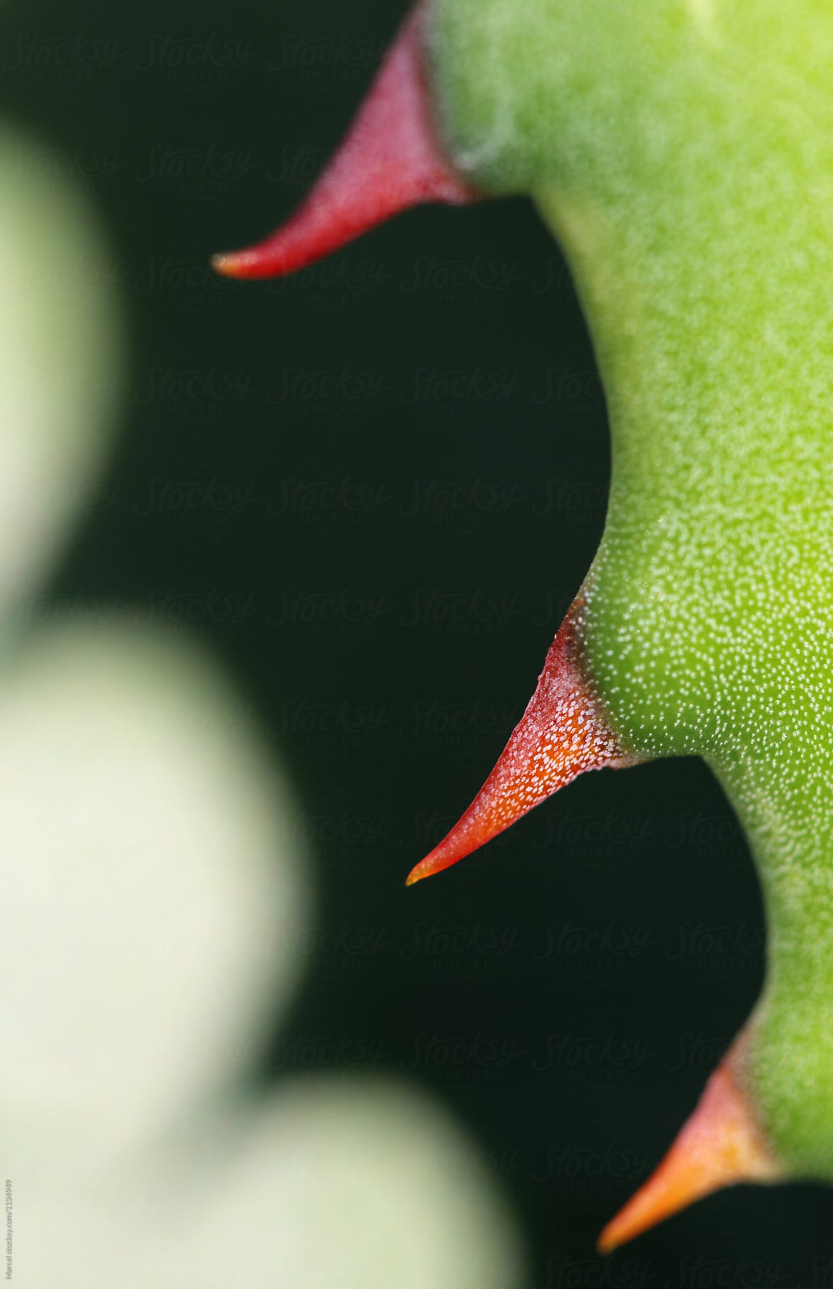 "Agave Thorns" by Stocksy Contributor "Marcel" - Stocksy