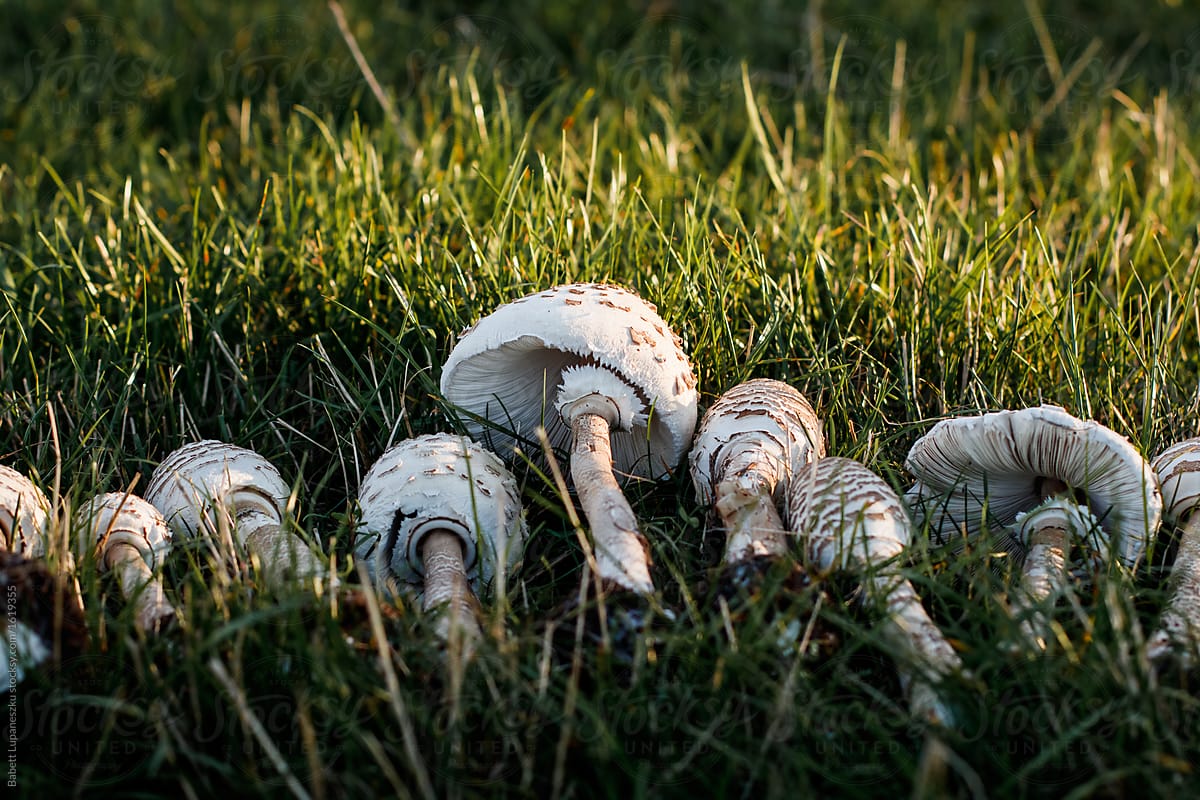 "Mushrooms In The Autumn Forest" by Stocksy Contributor "Babett ...