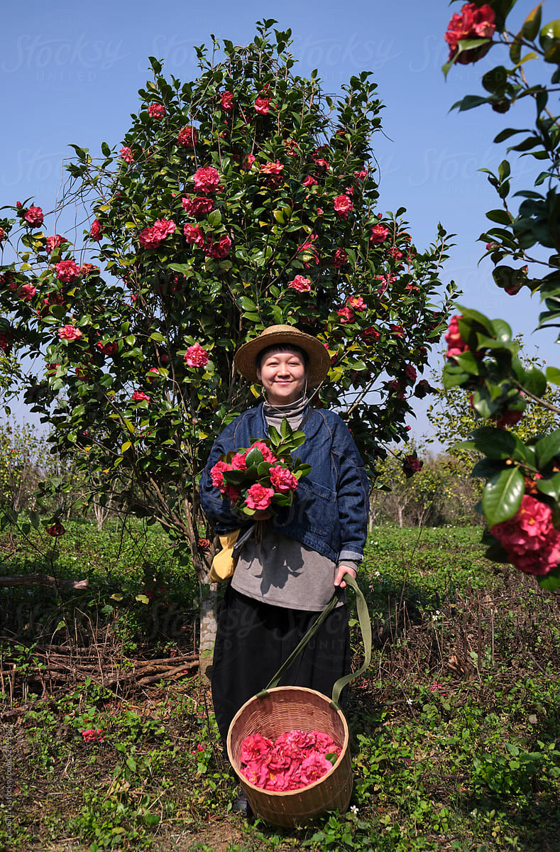 Asian woman picking fresh camellias. in the camellia grove - Stock ...