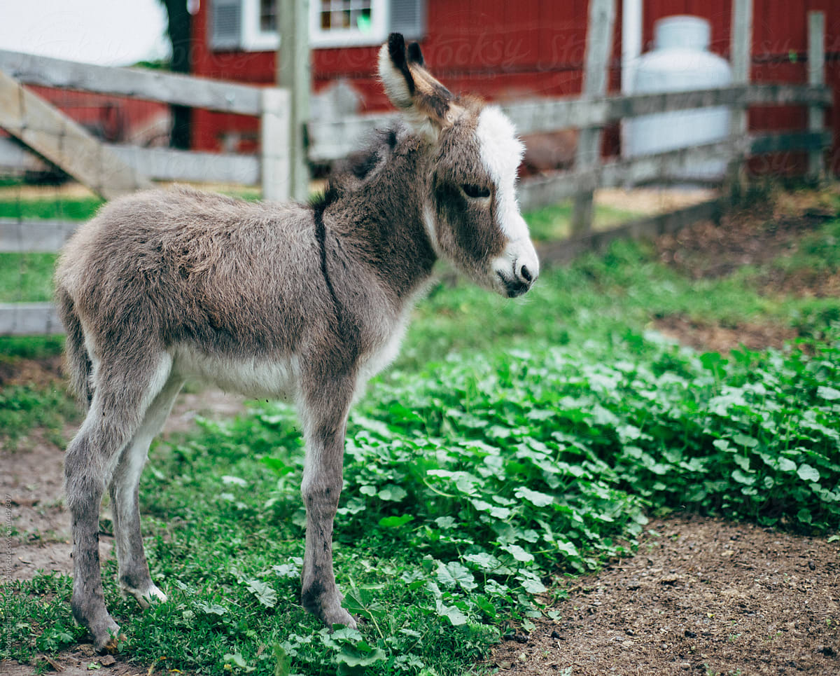 Baby Donkey