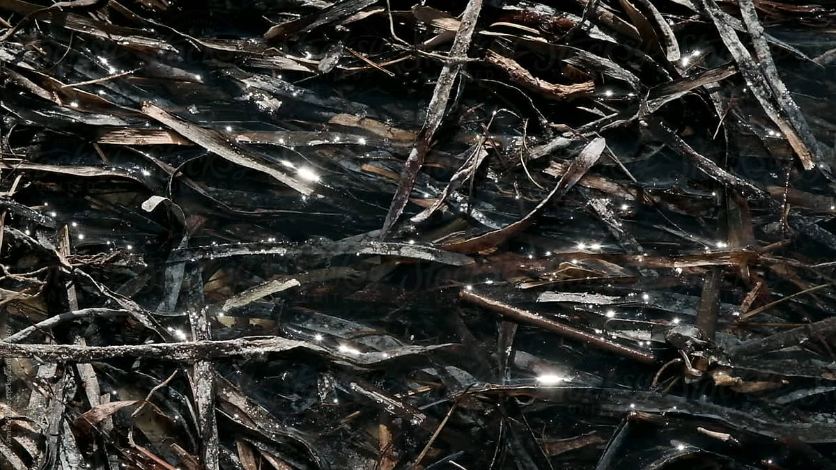 "Decaying Grass Nature Texture" by Stocksy Contributor "Maryanne Gobble ...