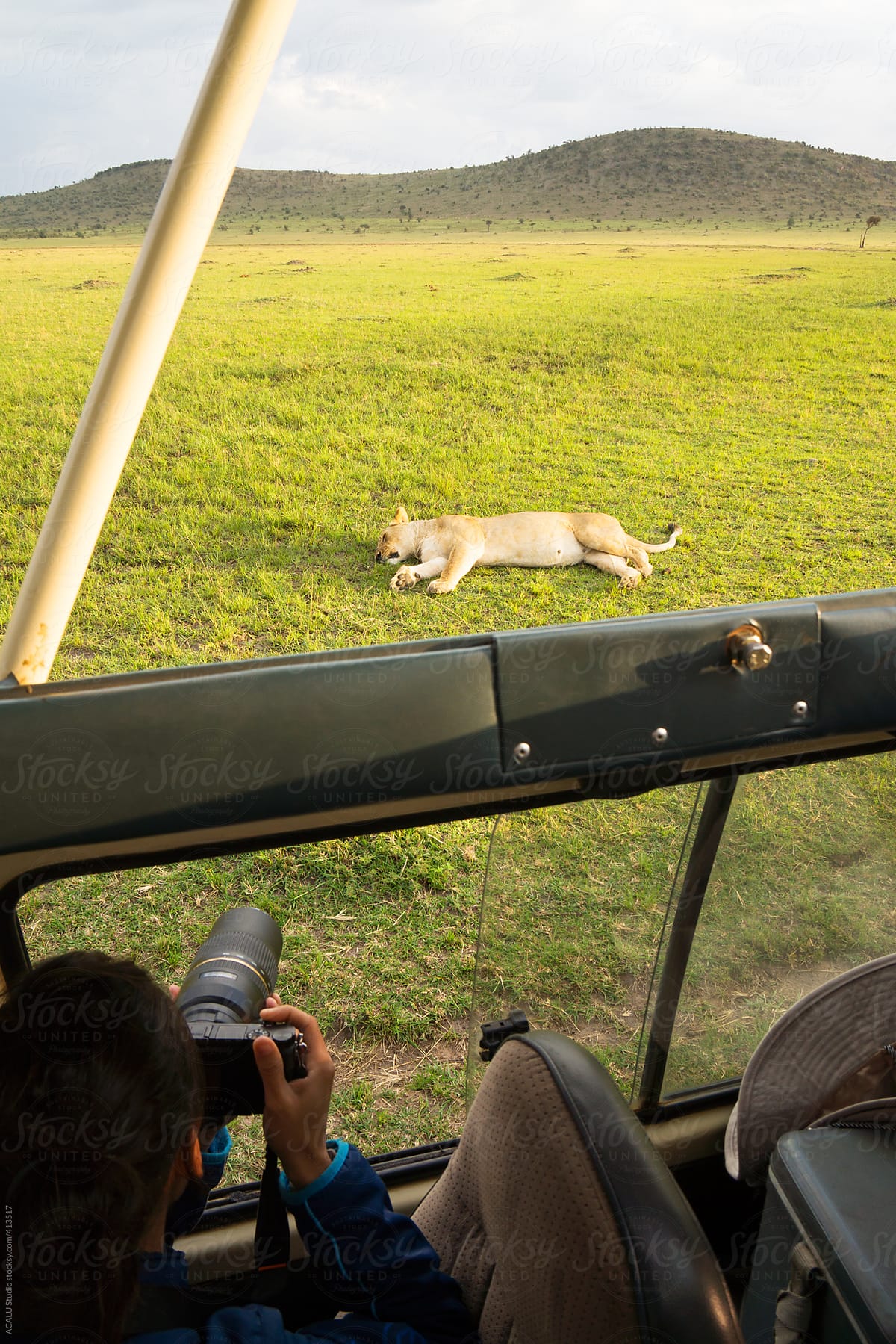 "Tourist Photographing A Lioness" by Stocksy Contributor "ACALU Studio ...