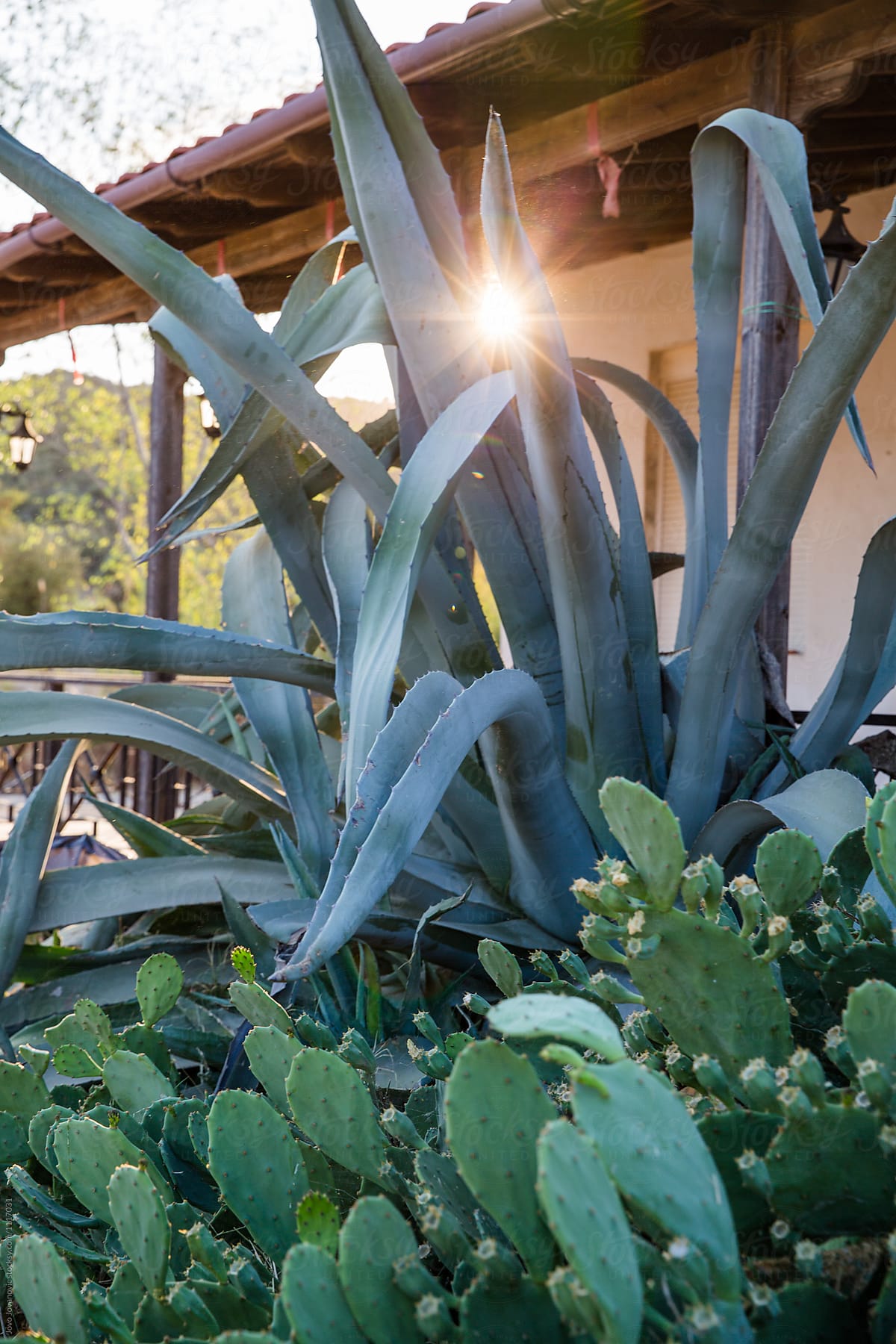 "Cacti In The Morning Sun" by Stocksy Contributor "Jovo Jovanovic ...